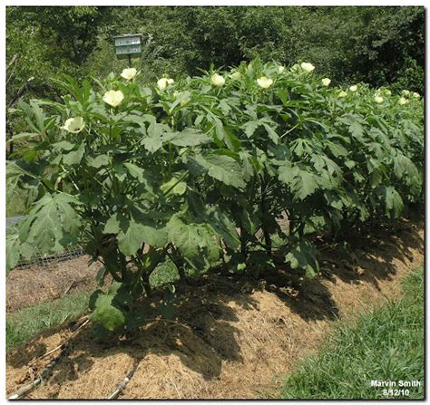 Nature In The Ozarks Okra Abelmoschus Esculentus