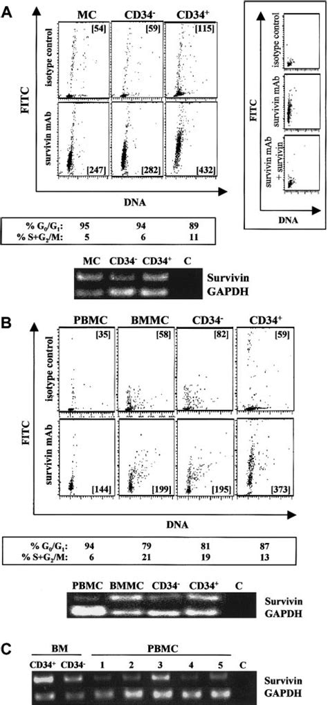 Survivin Expression In Normal Hematopoietic Cell Populations A