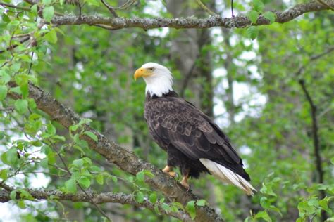 Bald Eagle Wingspan How Big It Is And How It Compares To Other Birds