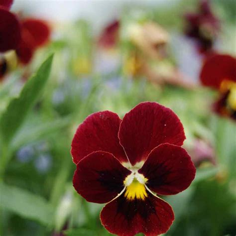 Viola Seed Arkwright Ruby Viola Flower Seeds 2000 Seeds Etsy