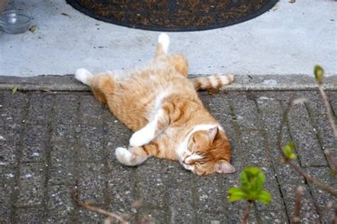 10 Things You Didnt Know About Cats