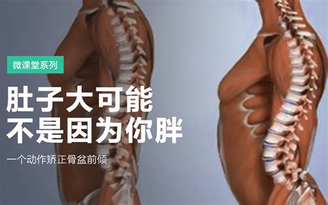 肚子大可能不是因为你胖？——常见不良体态叫骨盆前倾哔哩哔哩bilibili