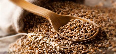 Types Of Wheat Their Uses And Benefits A Comprehensive Guide