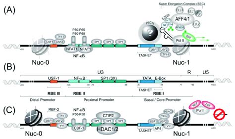The Human Immunodeficiency Virus Hiv 5 Long Terminal Repeat Ltr