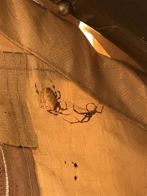 Is This The Initiation Of Spider Sex He Was Caressing Tickling Her R Spiderbro