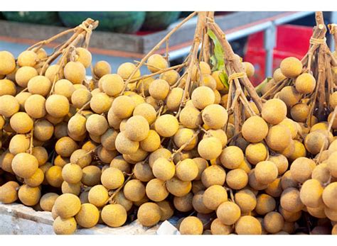 Eroanvia Dragon Eye Longan Fruit Live Plant Plant Height 2 3 Feet Dimocarpus Longan Fruit