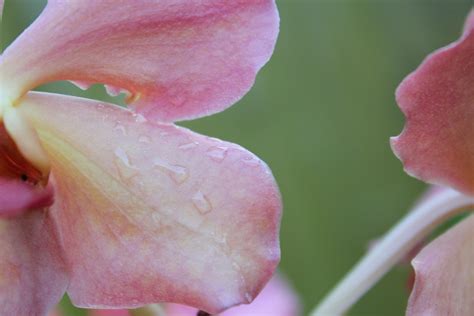 Orchid Petal Free Stock Photo Public Domain Pictures