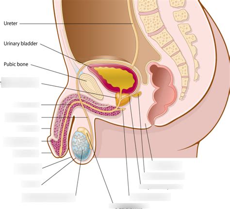 Male Reproductive Diagram Diagram Quizlet