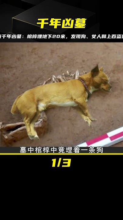 河南挖出千年兇墓，棺槨埋地下20米，墓中有狗、女人、上百盜墓者 鉴证史者 古董 開棺 古墓 考古發現 Youtube