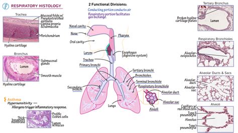 General Biology Respiratory Histology Ditki Medical And Biological Sciences