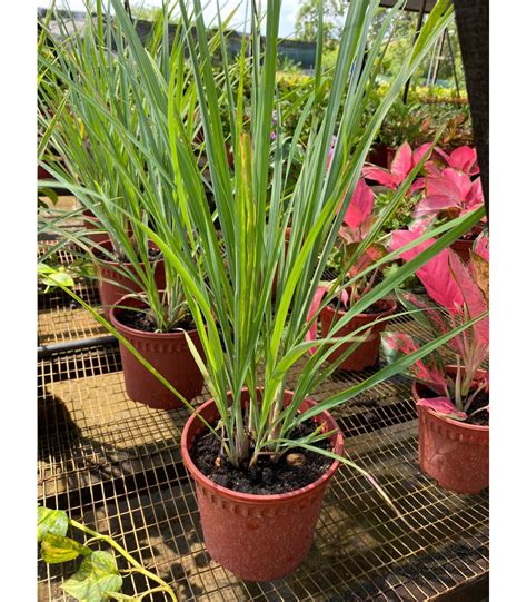 Buy Cymbopogon Citratus Lemon Grass Guan Lee Heng Landscaping Pte Ltd