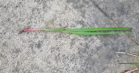 Nutsedge Album On Imgur