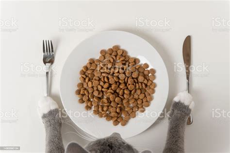 부엌 흰 접시에서 음식을 먹는 어린 고양이 서빙 크기 유머 개념 고양이 먹이 고립 된 중립 배경입니다 나이프와 포크가 있는 얼룩