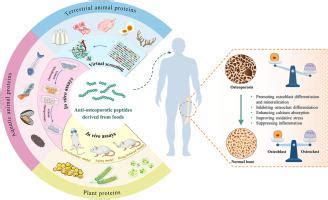 食品来源生物活性肽的抗骨质疏松作用及其基础机制研究进展 Trends in Food Science Technology X MOL