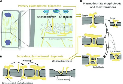 Schematic Depiction Of Biogenesis Of Plasmodesmata And Plasmodesmata