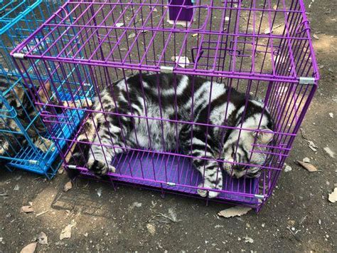 萌趣 网友集市上看到一只超大的猫，其他网友这是老虎吧！ 知乎