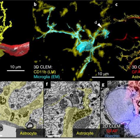Native Enabled Correlative 3d Volumetric Reconstruction A Volumetric Download Scientific