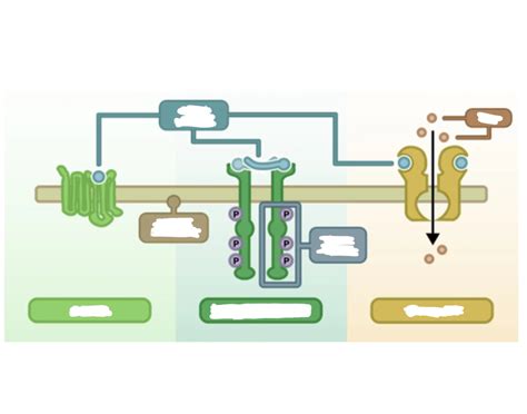 Cell Surface Receptors Quiz