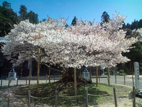楊貴妃桜福乗寺 おすすめ観光スポット FUKUI若狭ONEweb 福井若狭路の観光サイト