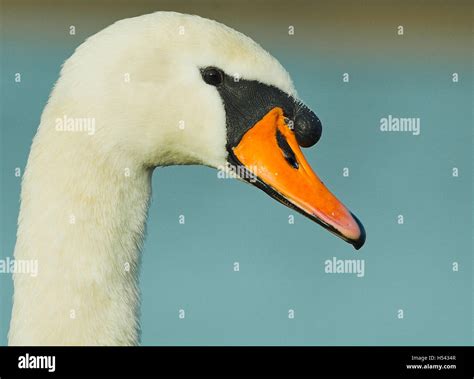 Cob Mute Swan Head During Breeding Season Stock Photo Alamy