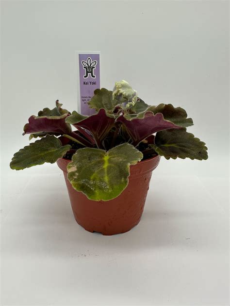 Kei Yoki Live African Violet 4 Heavenly Creation Nursery