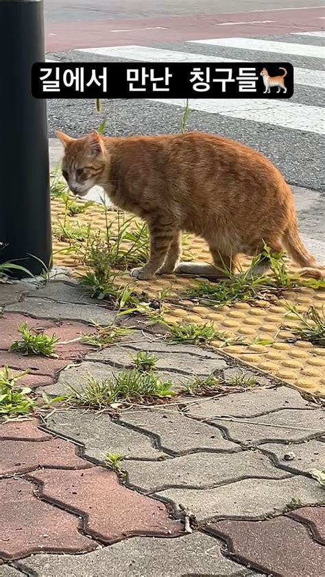 캣그라스 사주고싶다 고양이 Cat 고양이일상 길고양이 캣그라스 Shorts Youtube