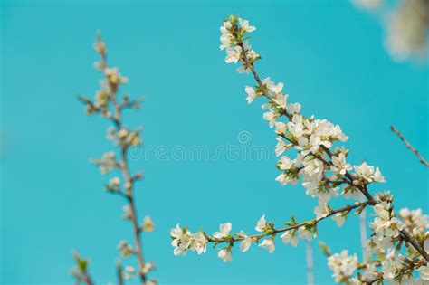 Blooming Spring Flower On The Branches Of The Apricot Flowering In The