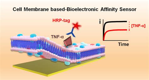 Using Cell Membranes As Recognition Layers To Construct Ultrasensitive And Selective