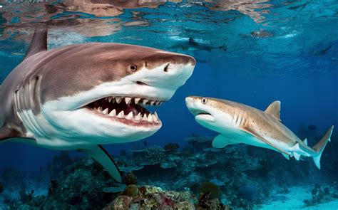 The Functional Diversity Of Sharks Has Been Declining For 66 Million Years