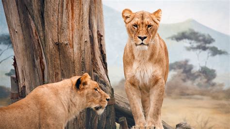 Wallpaper 1920x1080 Px Animals Big Cats Lion Nature 1920x1080