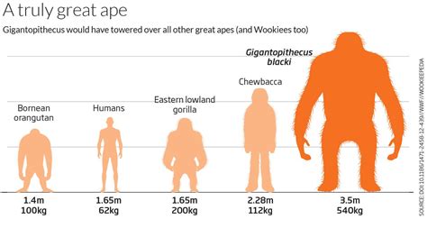 Gigantopithecus Botten
