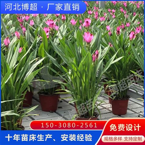 产品展示 种植槽系统 移动苗床 多层种植货架 潮汐苗床 物流苗床 潮汐面板 立体旋转育秧床 河北博超温室设备有限公司