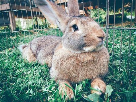 Pin By Torie Story On Bunny Love ♡ Cute Bunny Giant Bunny Honey Bunny