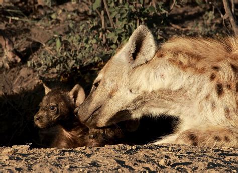 Premium Photo Mother Hyena With Her Cub