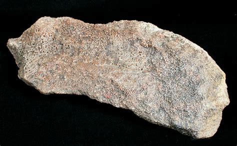 Agatized Dinosaur Bone 6 Ounces 4294 For Sale