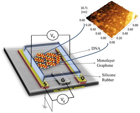 Improving Dna Detecting Transistors The Tech Revolutionist