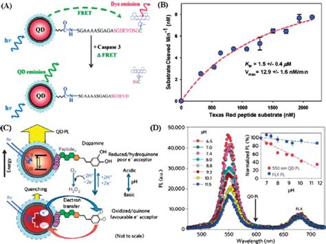 Qds For Fret Or Electron Transfer Based Biosensing A Fret Based