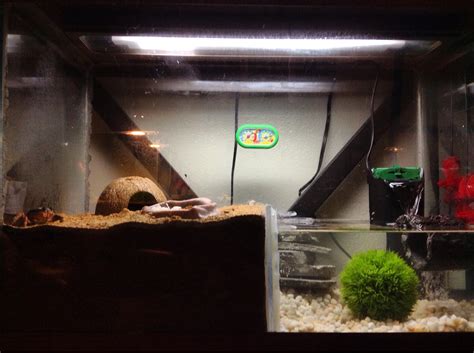 Diy Aquarium To Vivarium Hca Hermit Crab Association
