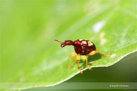 Leaf Rolling Weevil Attelabidae Singapore Geographic