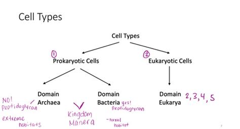 Chapter 10 Classifications Of Microorganisms Flashcards Quizlet