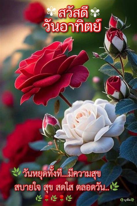 วันอาทิตย์🌿♥ วันอาทิตย์ ดอกไม้สีชมพู สวัสดีตอนเช้า