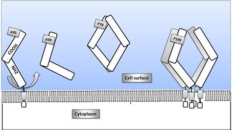 5 Simplified Diagram Representing Monomeric Dimeric And Oligomeric Download Scientific Diagram
