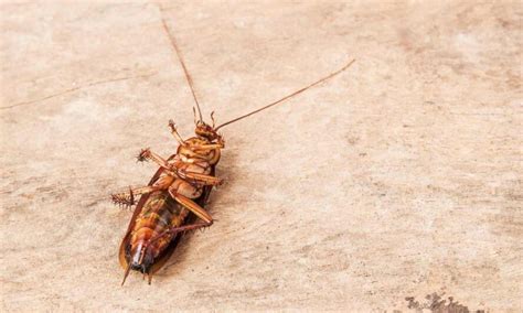 Why Do Cockroaches Randomly Die
