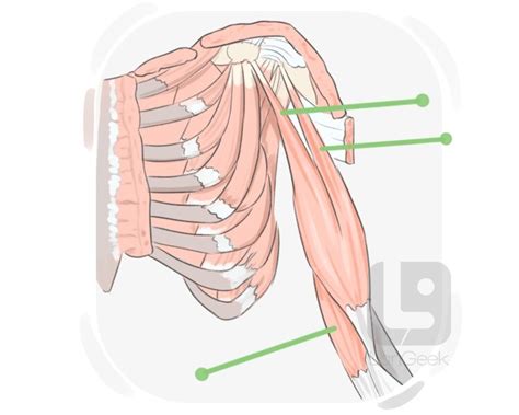 Bicep Diagram