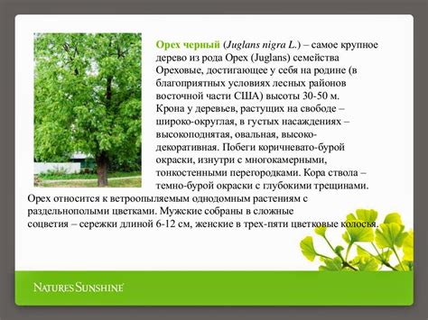 NSP - МИР ВАШИХ ВОЗМОЖНОСТЕЙ!: Грецкий черный орех