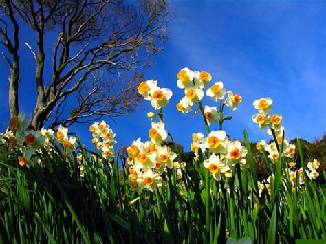 漳州水仙花基地 漳州市水仙花 漳州水仙花园 大山谷图库