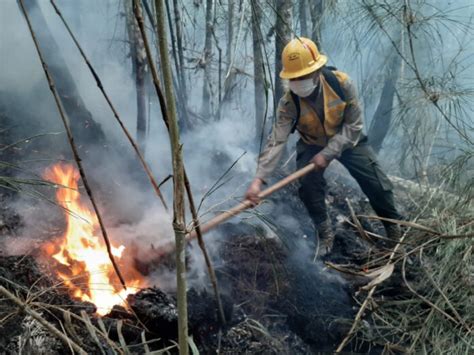 Incendios forestales afectan a 82 768 hectáreas de áreas verdes en