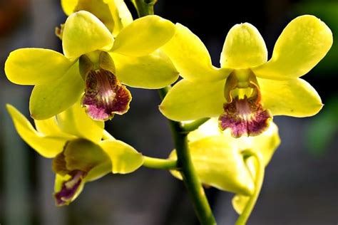 꽃들 노란 난초 Dendrobium Pixabay의 무료 사진