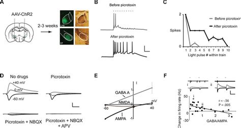 Mixed Excitatory And Inhibitory Transmission From EP Input Controls Download Scientific Diagram