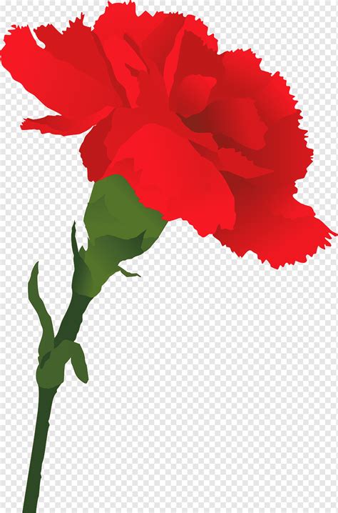 카네이션 어머니의 날 카네이션 수채화 그림 기타 식물 줄기 Png Pngwing